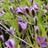 Crocus minimus "Spring Beauty" Fall-Planted Flower Bulbs – Hudson ...