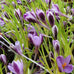 Crocus minimus "Spring Beauty" Fall-Planted Flower Bulbs – Hudson ...