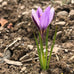Crocus minimus "Spring Beauty" Fall-Planted Flower Bulbs – Hudson ...