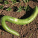 Cucuzzi Gourd Seeds – Hudson Valley Seed Company