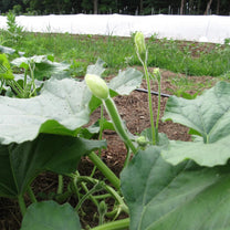 Cucuzzi Gourd Seeds – Hudson Valley Seed Company