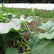 Cucuzzi Gourd Seeds – Hudson Valley Seed Company