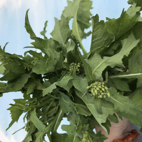 Broccoli Rabe Plant