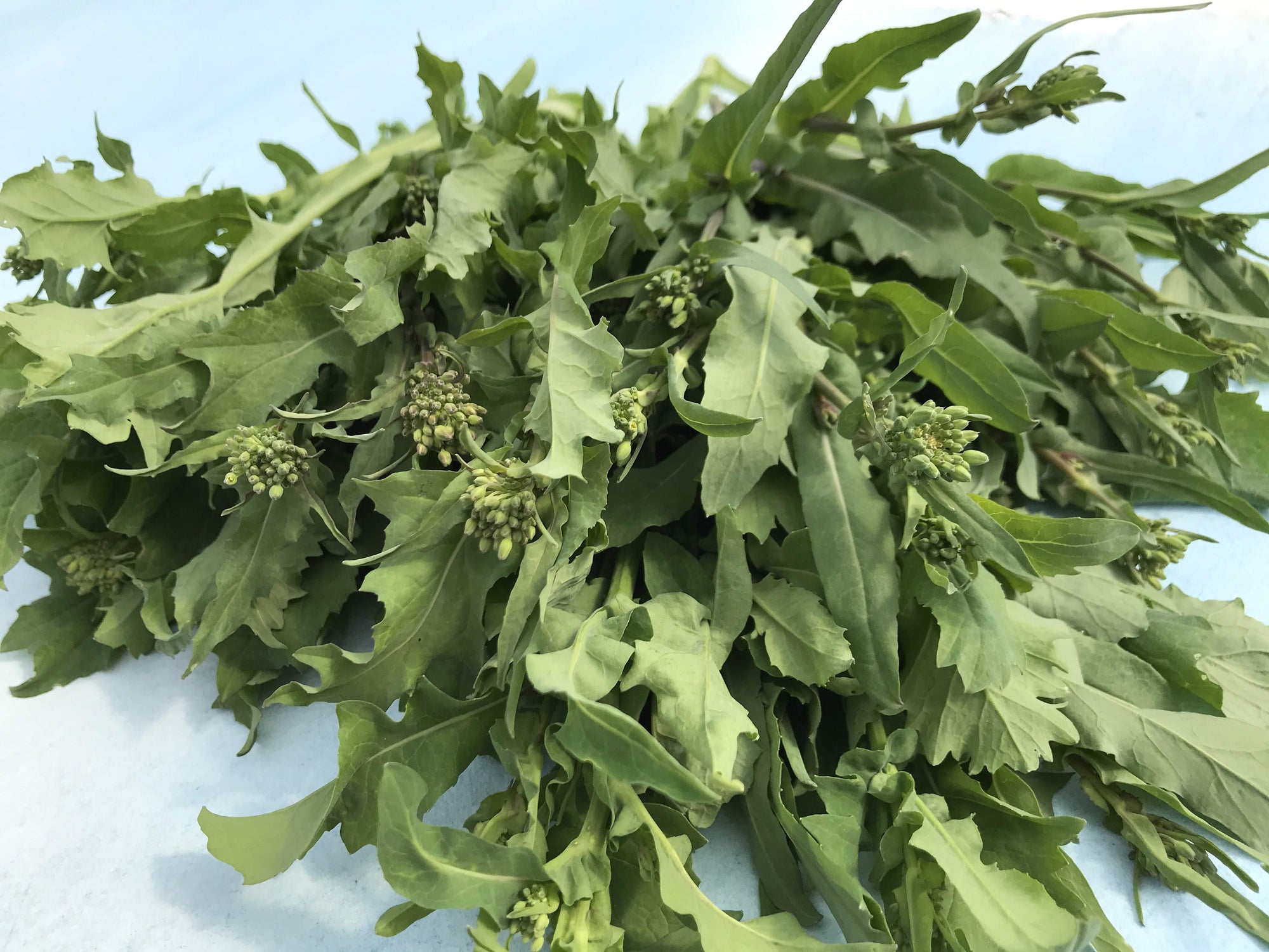 Deitrich's Wild Broccoli Raab Organic Seeds – Hudson Valley Seed Company