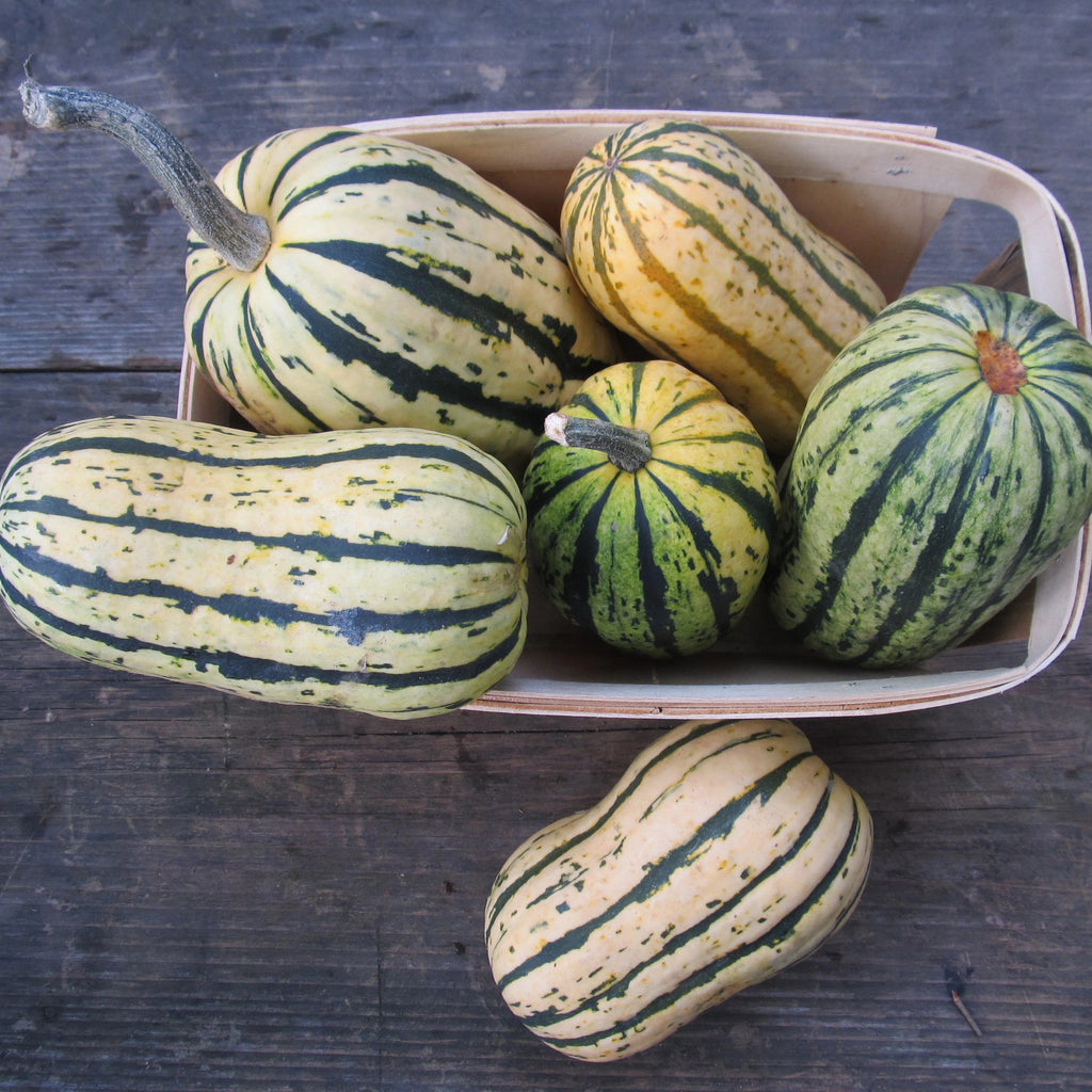 Delicata Squash Plant
