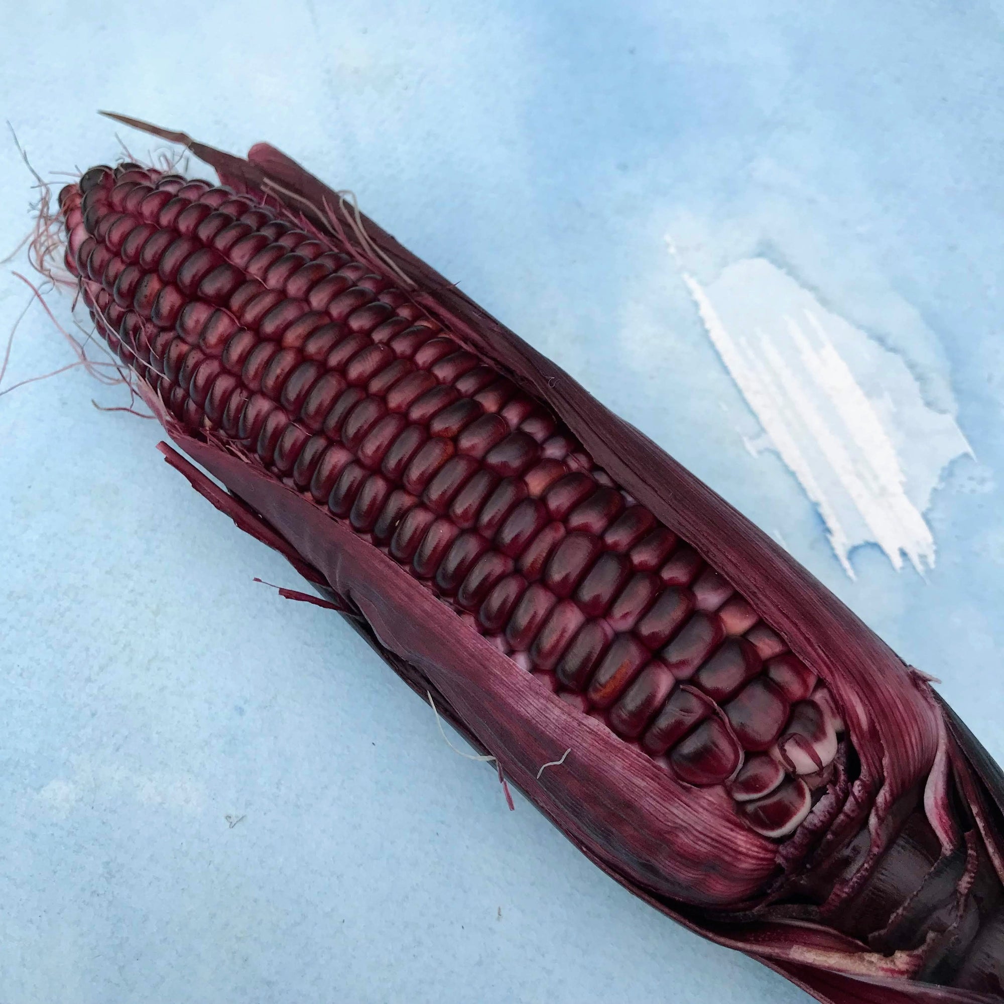 Double Red Sweet Corn Organic Seeds – Hudson Valley Seed Company