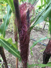 Double Red Sweet Corn Organic Seeds – Hudson Valley Seed Company