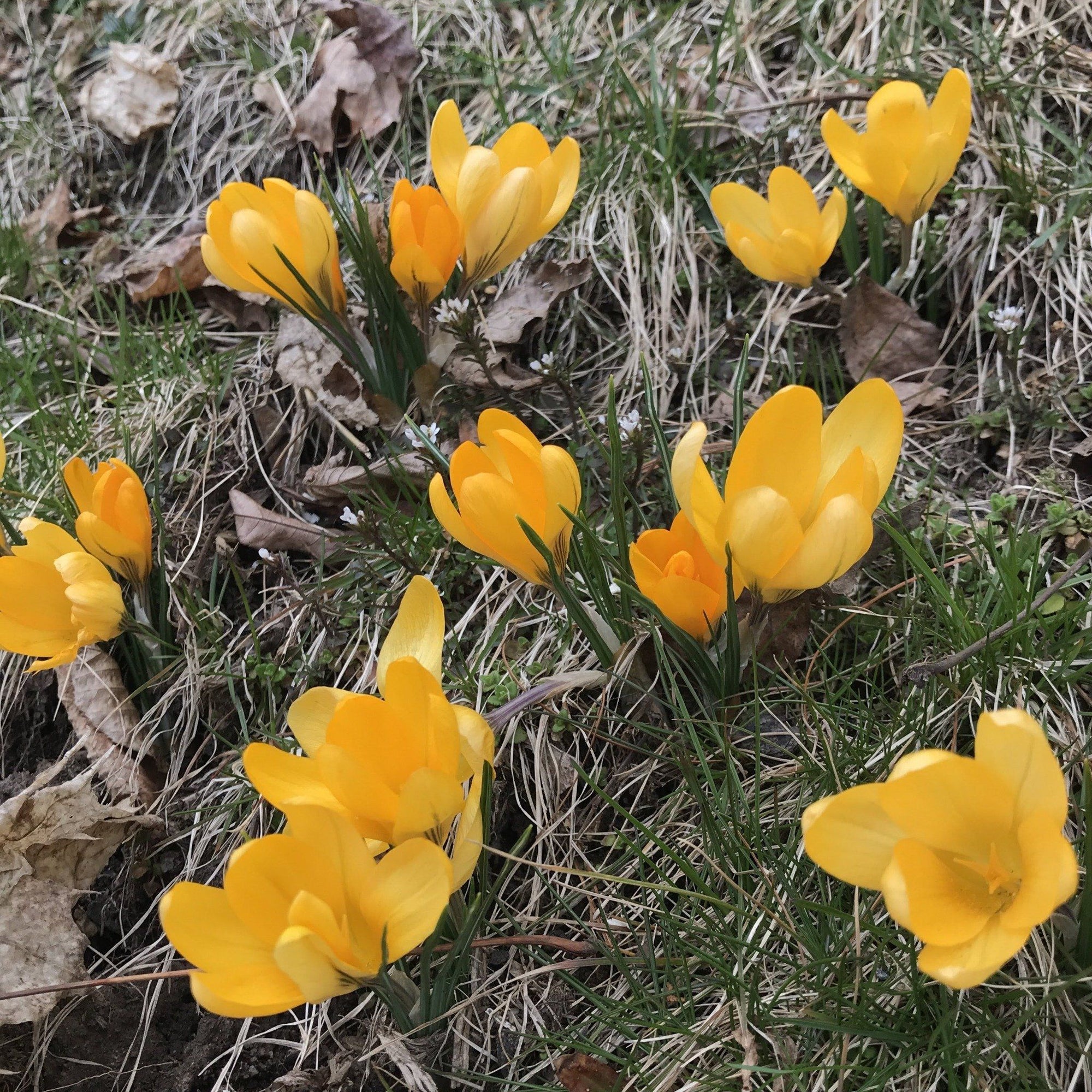 Dutch Large Flowering Crocus "Golden Yellow" Fall-Planted Flower Bulbs ...