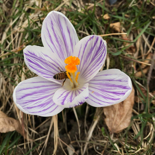 Crocus from Hudson Valley Seed Co – Hudson Valley Seed Company