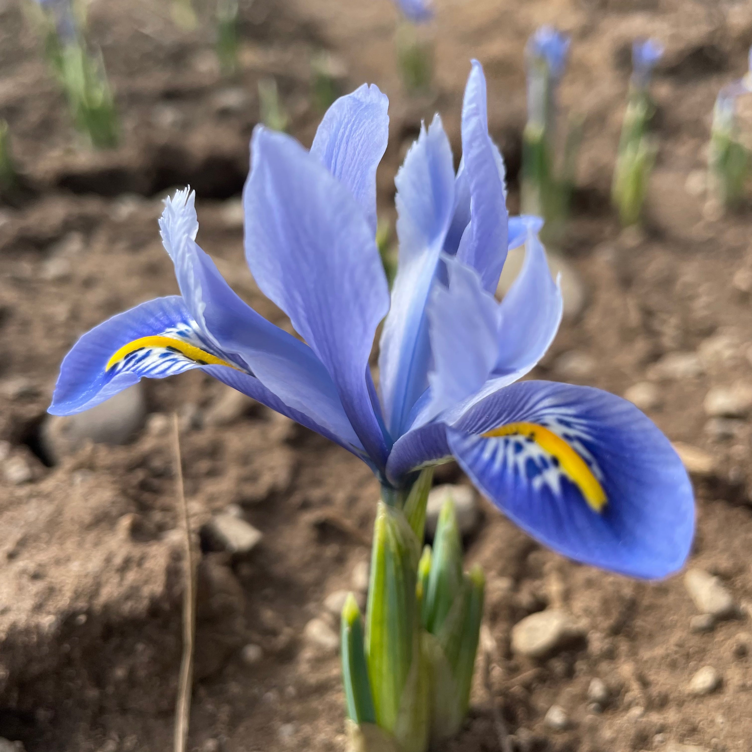 Rock Iris reticulata 'Alida' Fall-Planted Flower Bulbs – Hudson Valley ...