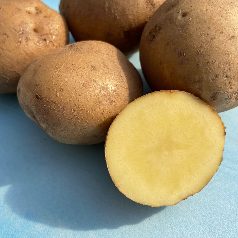 Potatoes – Hudson Valley Seed Company