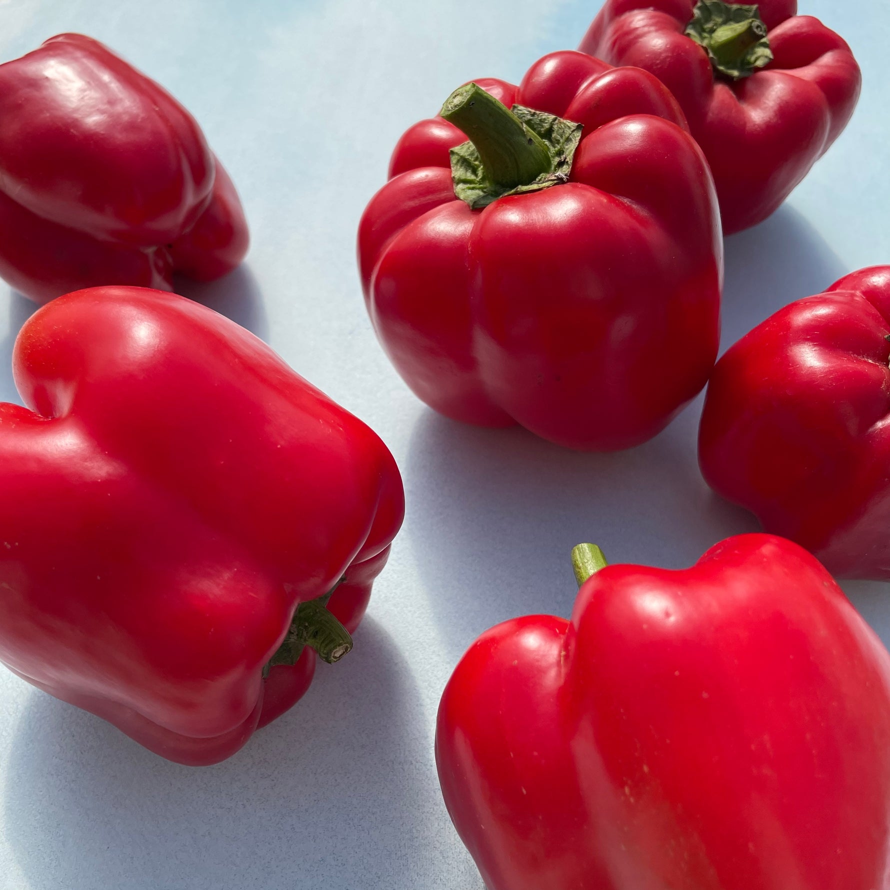 King of the North Pepper Organic Seeds – Hudson Valley Seed Company