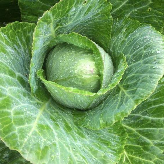 Cabbage – Hudson Valley Seed Company