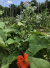 Edible Flower Mix Seeds – Hudson Valley Seed Company