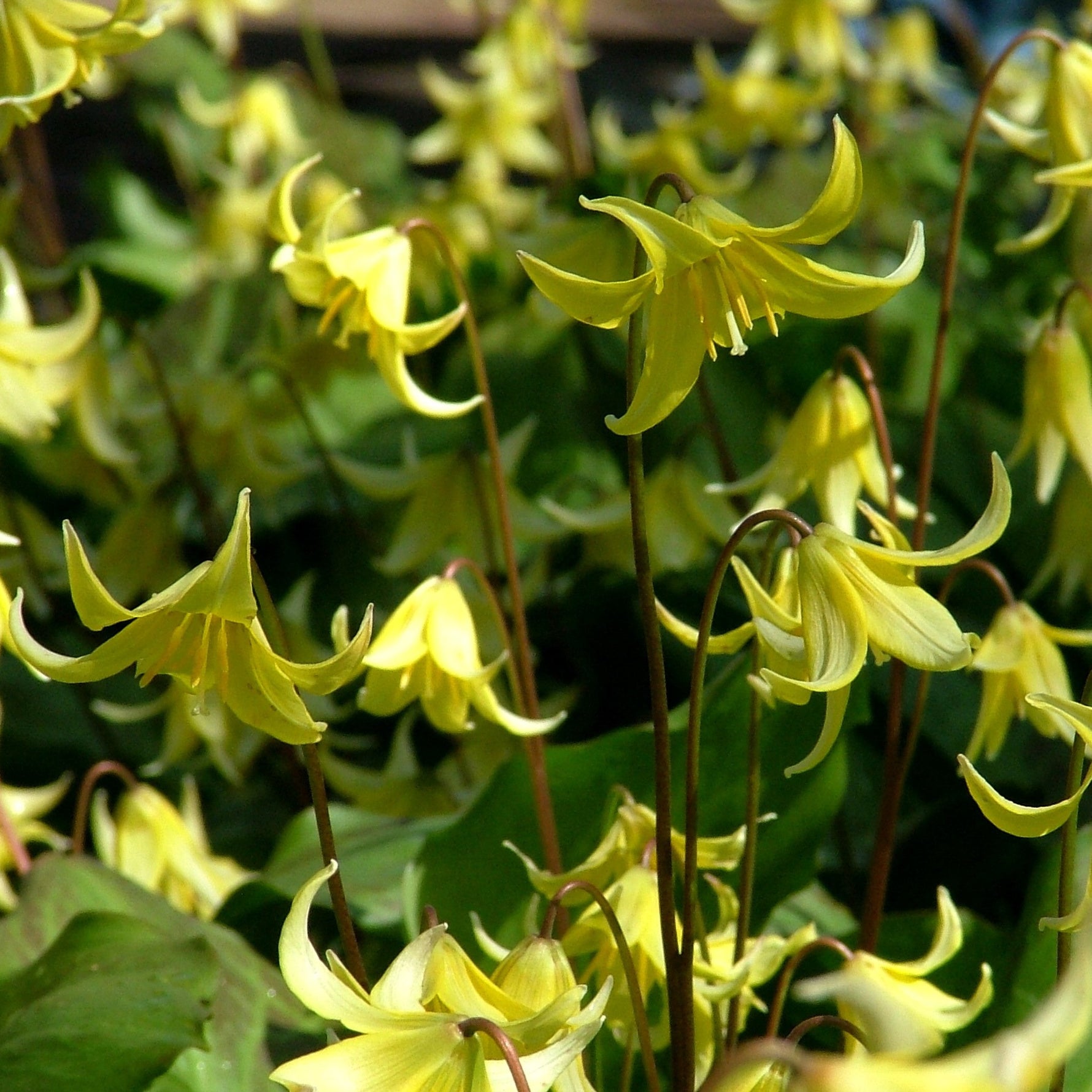 Erythronium californicum "Pagoda" Fall-Planted Flower Bulbs – Hudson ...