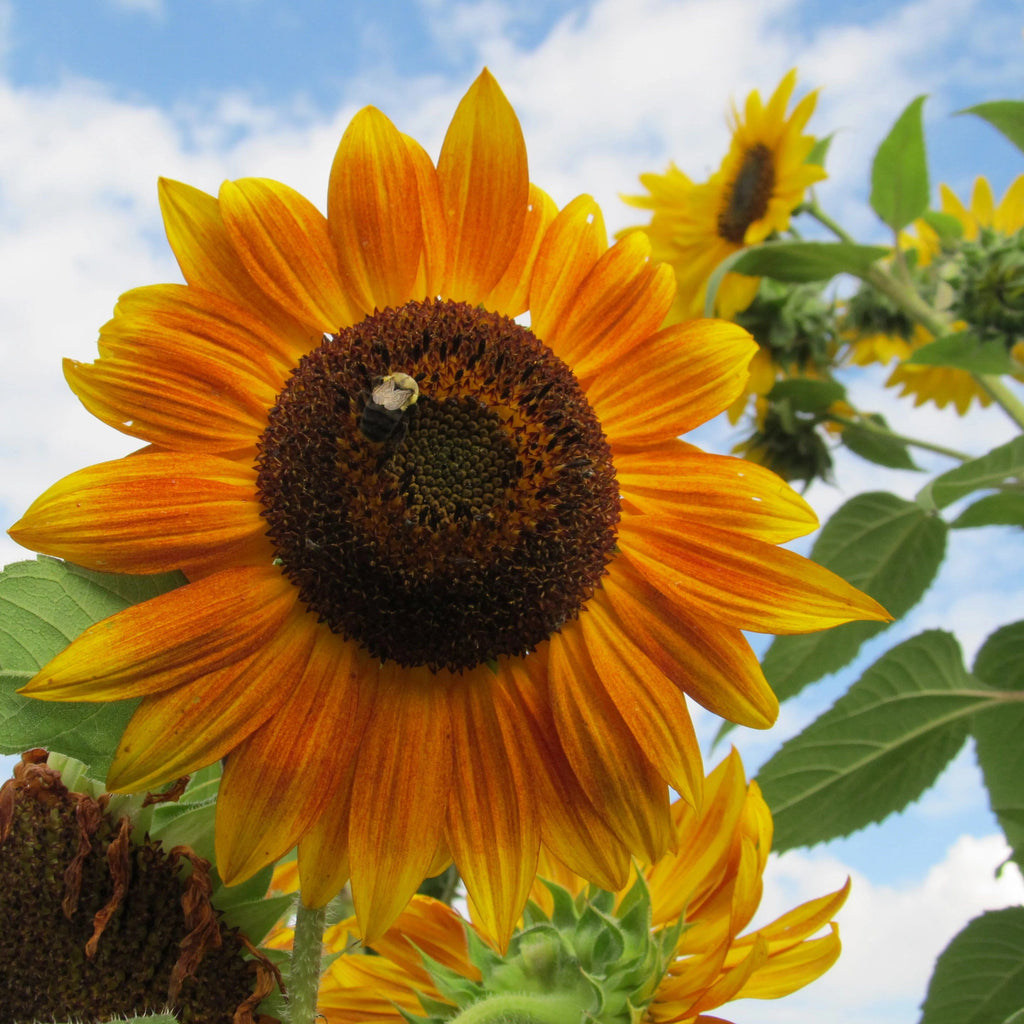 Evening Sun Sunflower Organic Seeds – Hudson Valley Seed Company