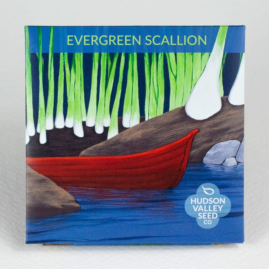 Evergreen Scallion Seeds – Hudson Valley Seed Company