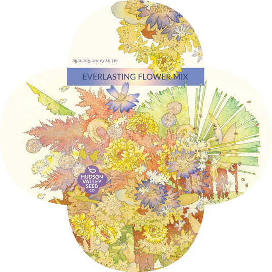 Everlasting Flower Mix Seeds – Hudson Valley Seed Company