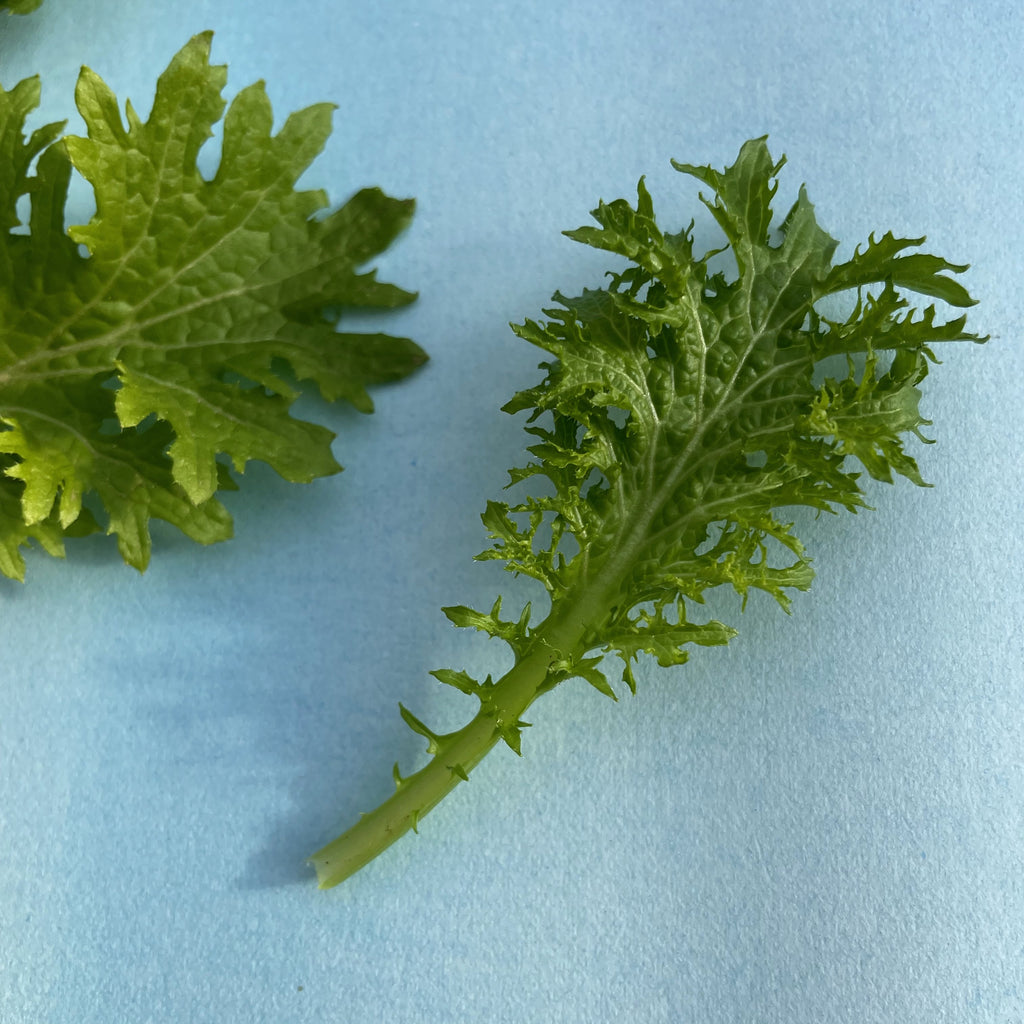 Wasabina: Wasabi Greens Organic Seeds – Hudson Valley Seed Company