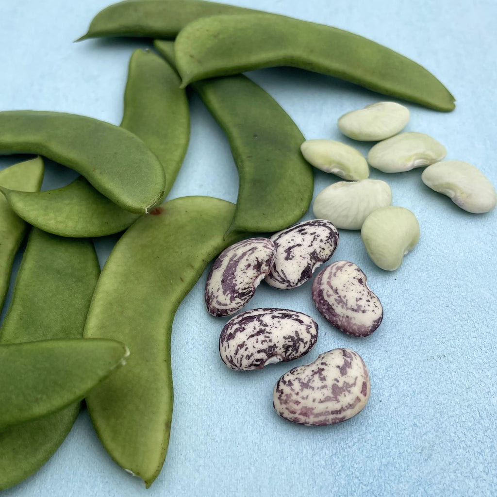 Jackson Wonder Lima Bean – Hudson Valley Seed Company
