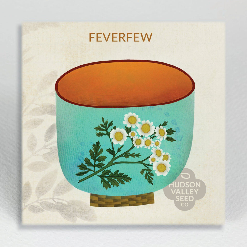 feverfew-organic-seeds-hudson-valley-seed-company
