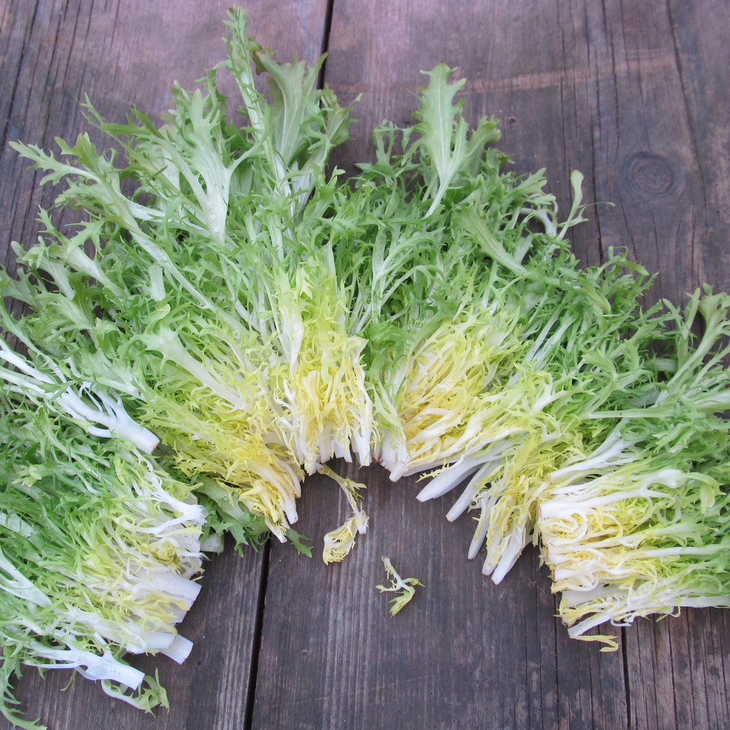 Frisee Endive Organic Seeds – Hudson Valley Seed Company