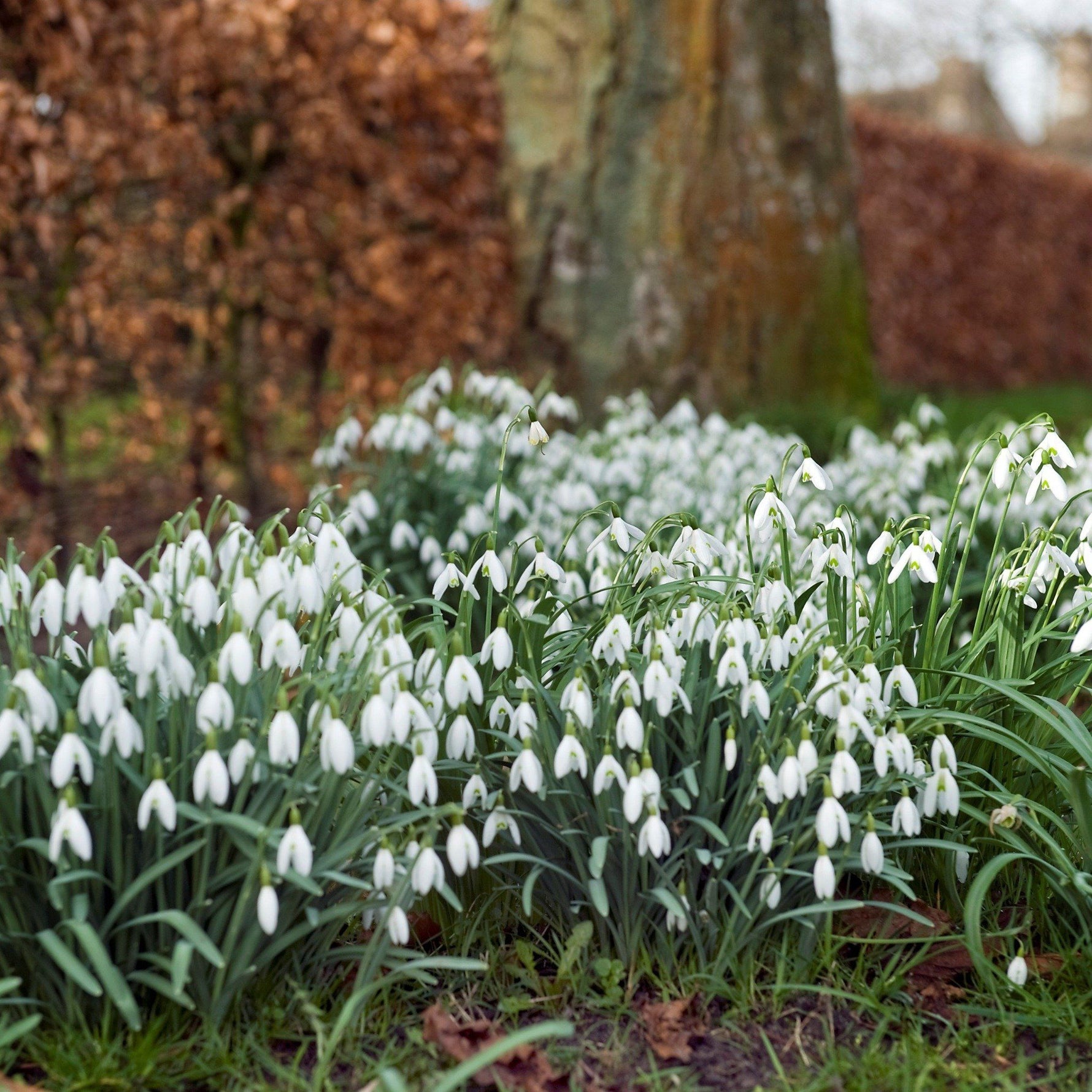 Giant Snowdrops Fall-Planted Flower Bulbs – Hudson Valley Seed Company