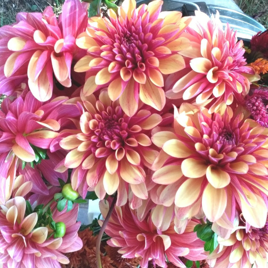 Spring-Planted Bulbs – Hudson Valley Seed Company