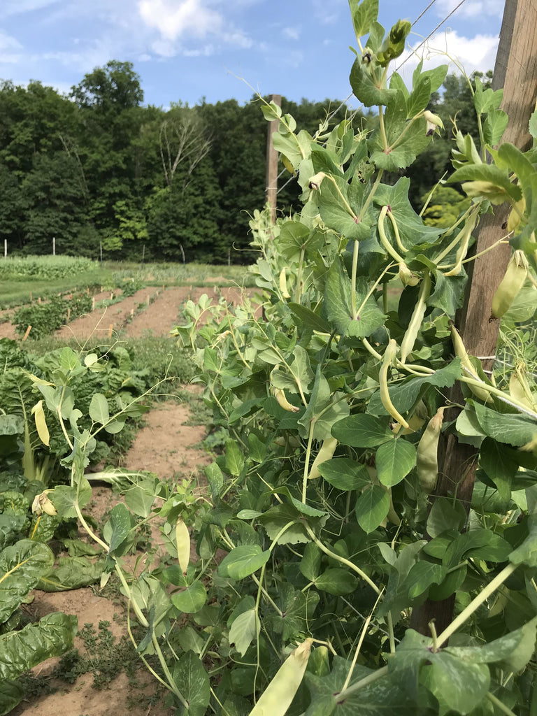 Golden Sweet Snow Pea Organic Seeds – Hudson Valley Seed Company