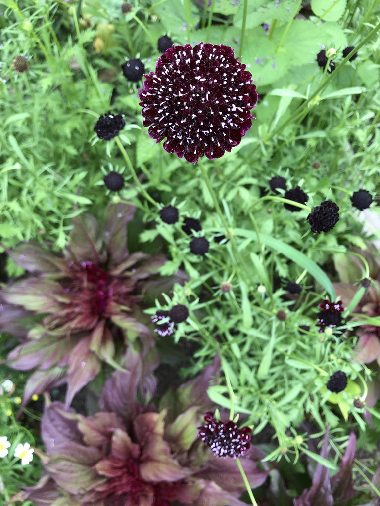 Goth Garden Flower Mix Seeds – Hudson Valley Seed Company