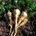 Harris Model Parsnip Organic Seeds – Hudson Valley Seed Company