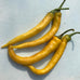 Ho Chi Minh Pepper Organic Seeds – Hudson Valley Seed Company