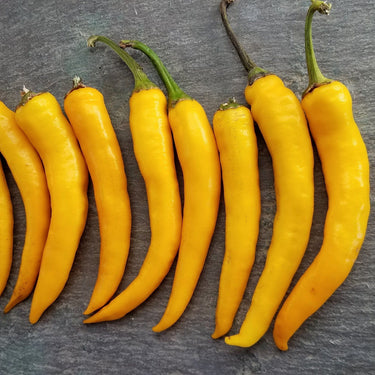 Ho Chi Minh Pepper Organic Seeds – Hudson Valley Seed Company