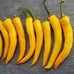 Ho Chi Minh Pepper Organic Seeds – Hudson Valley Seed Company