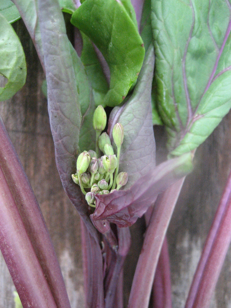 Hon Tsai Tai Seeds – Hudson Valley Seed Company