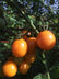 Honey Drop Cherry Tomato Organic Seeds – Hudson Valley Seed Company