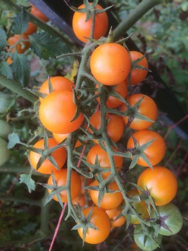 Honey Drop Cherry Tomato Organic Seeds – Hudson Valley Seed Company