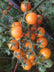 Honey Drop Cherry Tomato Organic Seeds – Hudson Valley Seed Company