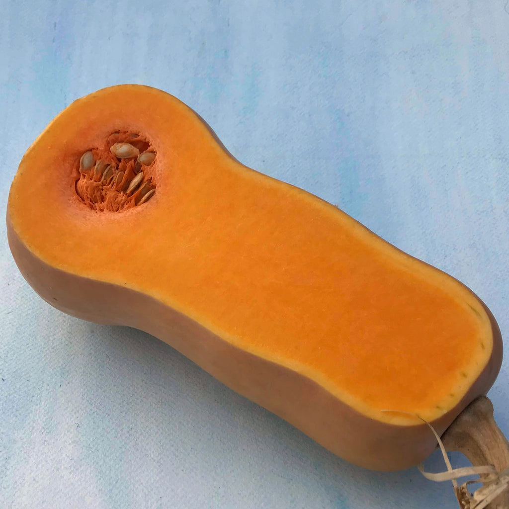 Waltham Butternut Squash Organic Seeds – Hudson Valley Seed Company