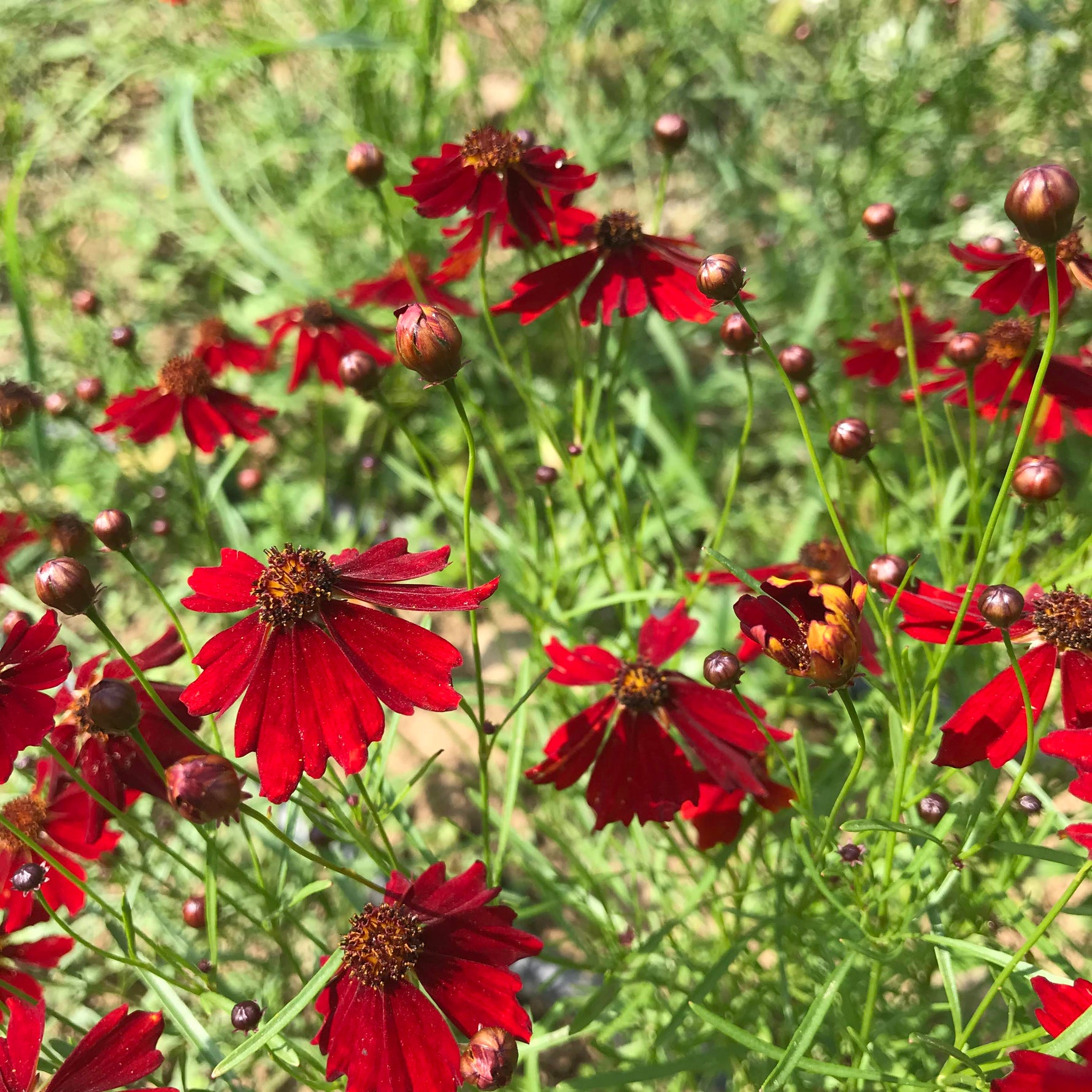 Dyer's Coreopsis Seeds – Hudson Valley Seed Company