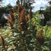 Golden Giant Amaranth Organic Seeds – Hudson Valley Seed Company