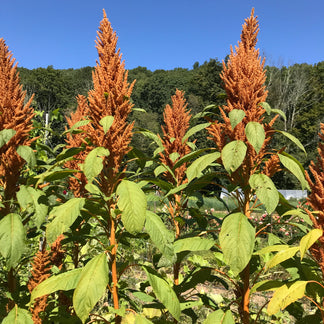 Golden Giant Amaranth Organic Seeds – Hudson Valley Seed Company