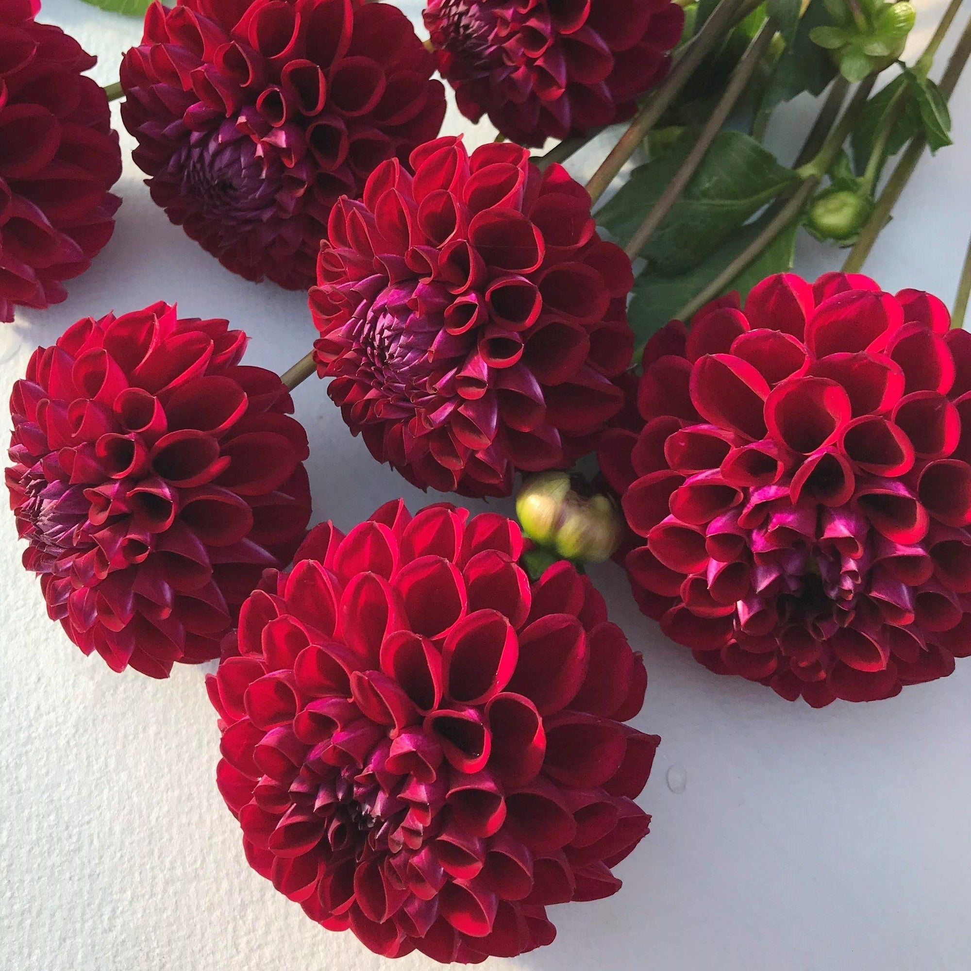 Ivanetti Dahlia Organic Tuber – Hudson Valley Seed Company