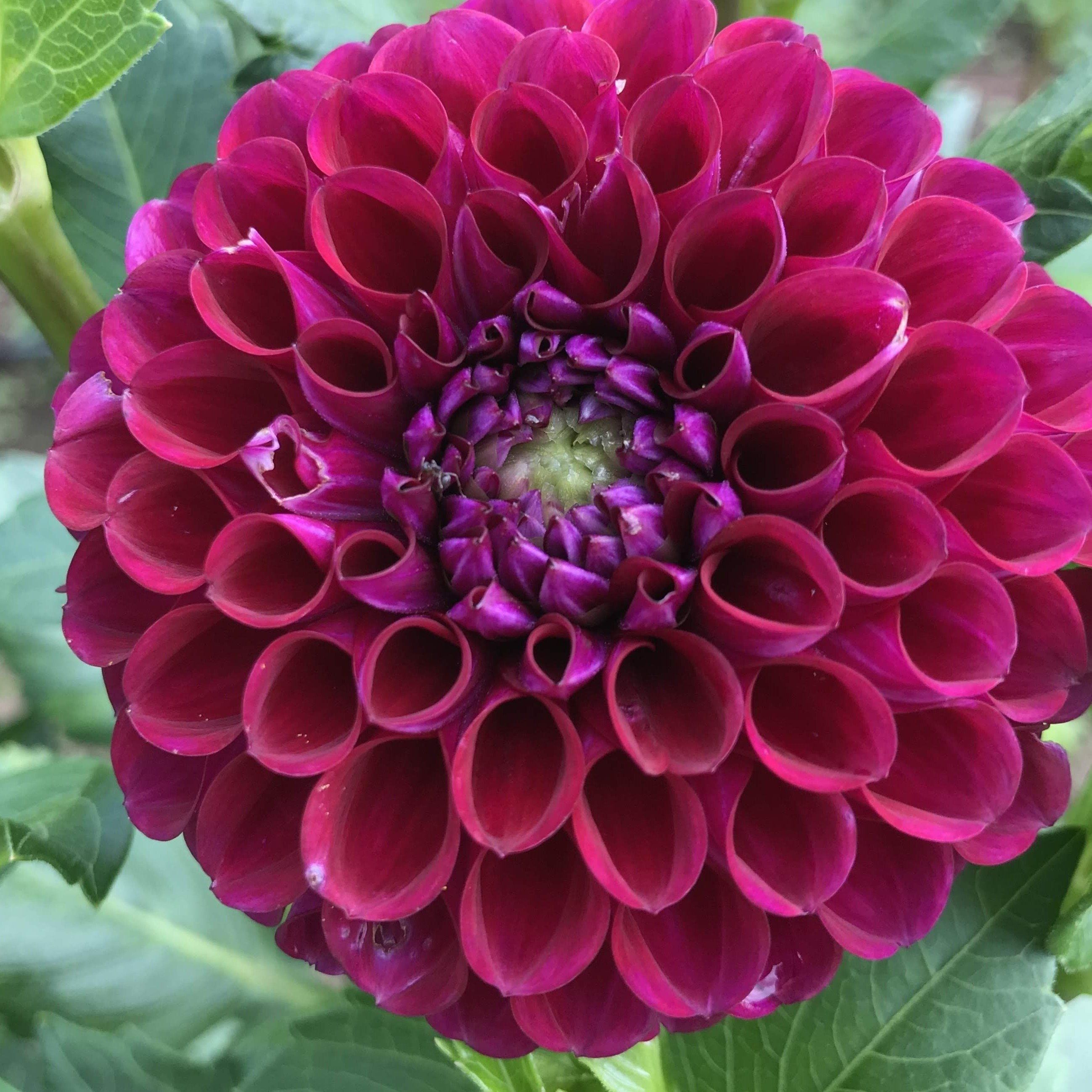 Ivanetti Dahlia Organic Tuber Hudson Valley Seed Company Ivanetti Dahlia Organic Tuber Hudson Valley Seed Company