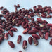 Jacob's Cattle Bean Organic Seeds – Hudson Valley Seed Company