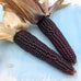 Japonica Striped Corn Organic Seeds – Hudson Valley Seed Company