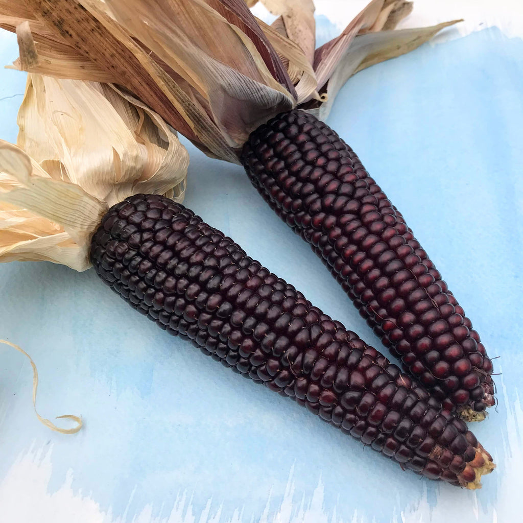 Japonica Striped Corn Organic Seeds – Hudson Valley Seed Company
