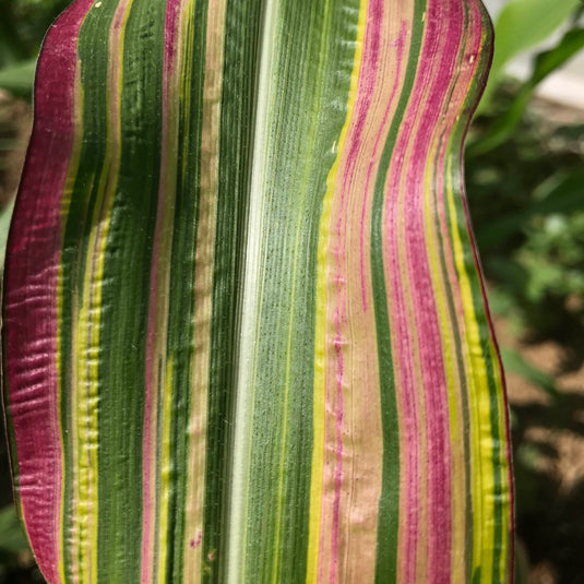 Japonica Striped Corn Organic Seeds – Hudson Valley Seed Company