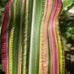 Japonica Striped Corn Organic Seeds – Hudson Valley Seed Company