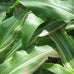 Japonica Striped Corn Organic Seeds – Hudson Valley Seed Company
